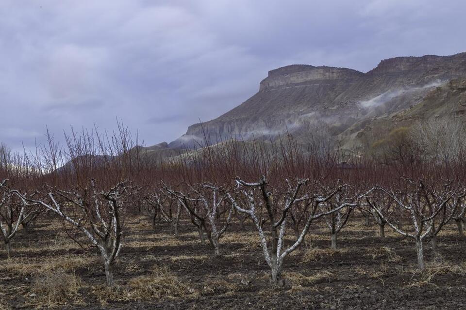 How Cold Is Too Cold for Palisade Peaches? - NewsBreak