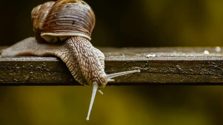 How the Garden Snail is One of the Slowest Creatures on Earth - NewsBreak