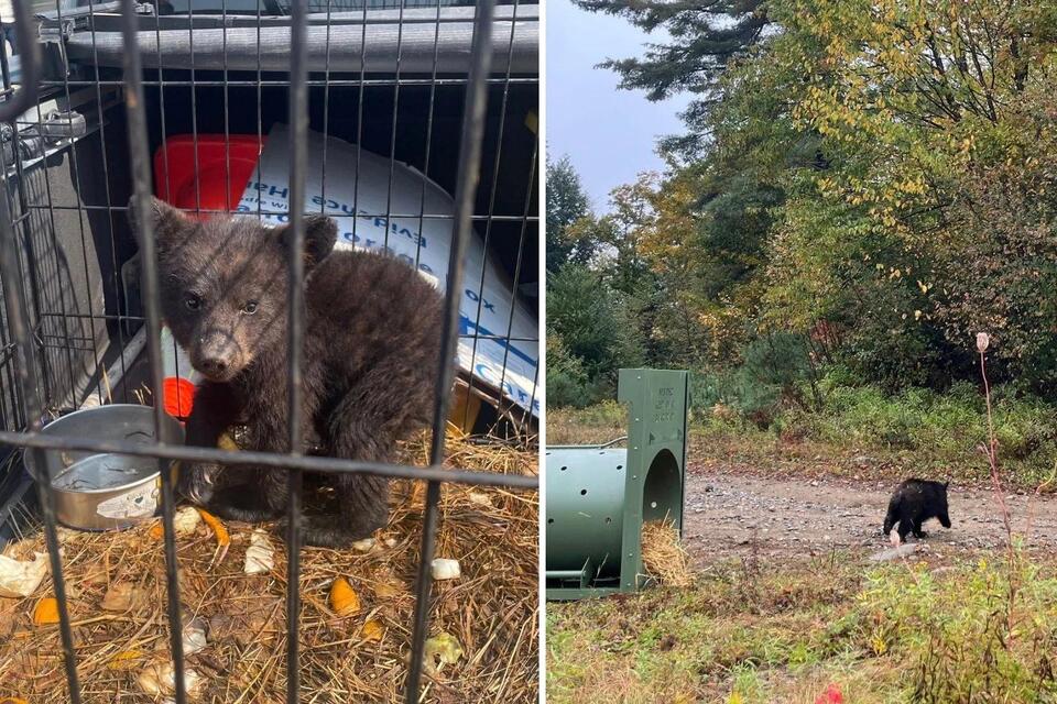 Bear Cub Released in Wild After Unlawful Possession in New York - NewsBreak