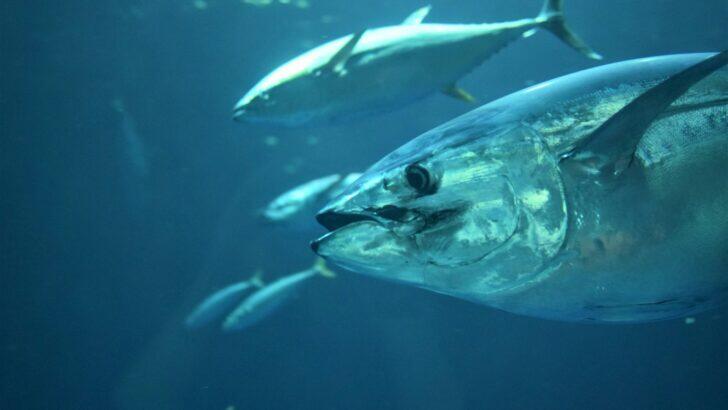 The Largest Tuna Ever Reeled In From U.S. Waters - NewsBreak