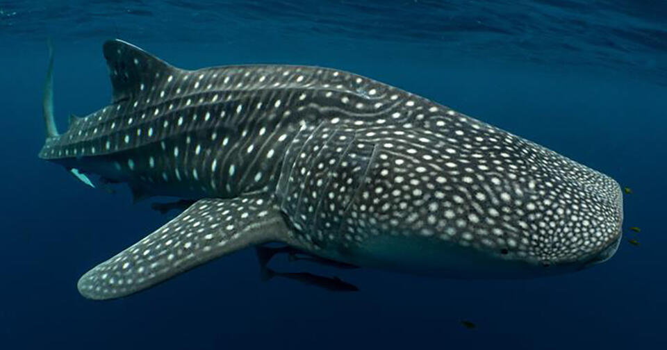 Nearly 80% of Whale Sharks in this Marine Tourism Hotspot Have Human ...