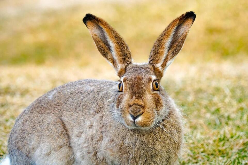 18 Rabbit Behaviors Explained — From Binkies to Grumpy Foot Flicks ...