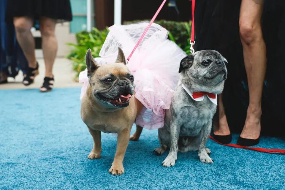 San Diego Humane Society’s 39th Annual Fur Ball kicks off Saturday ...