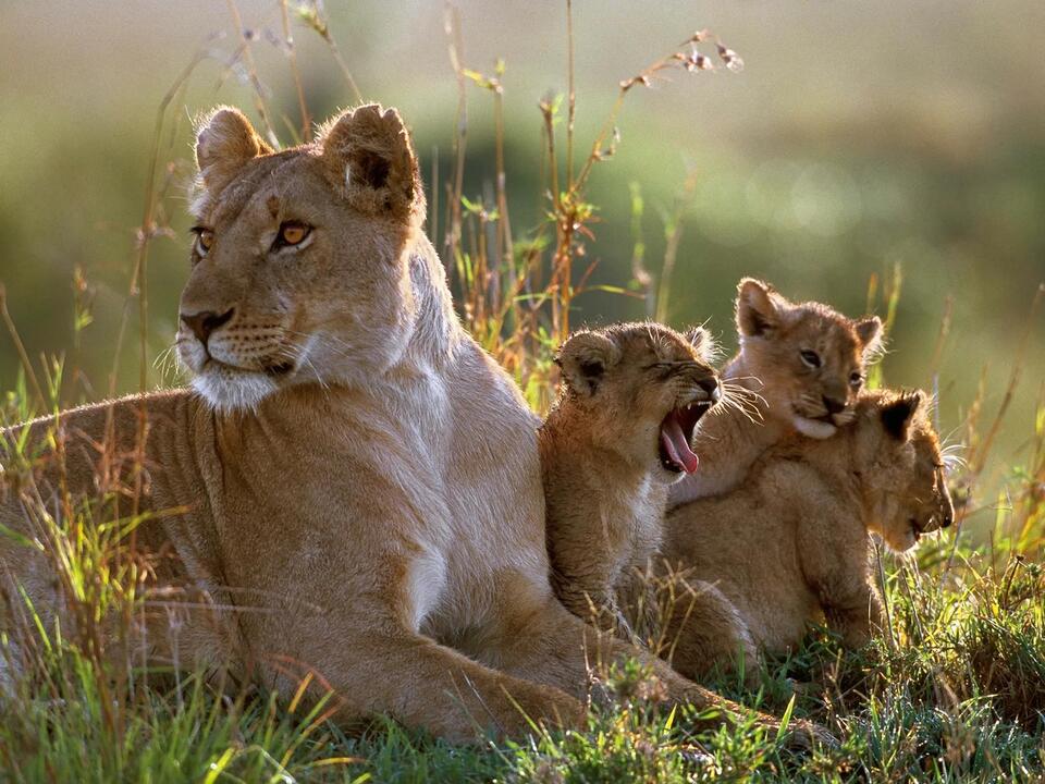 Why Africa’s Lion Population Is Declining and What Must Be Done to Save ...