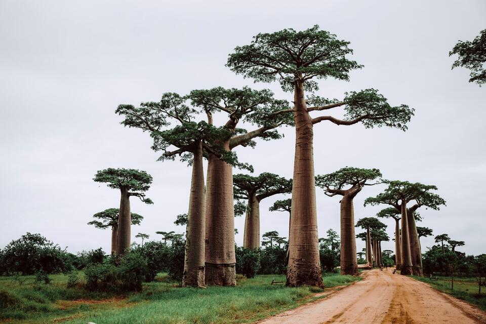 The Baobab Trees of Madagascar: How These Ancient Giants Store Water in ...
