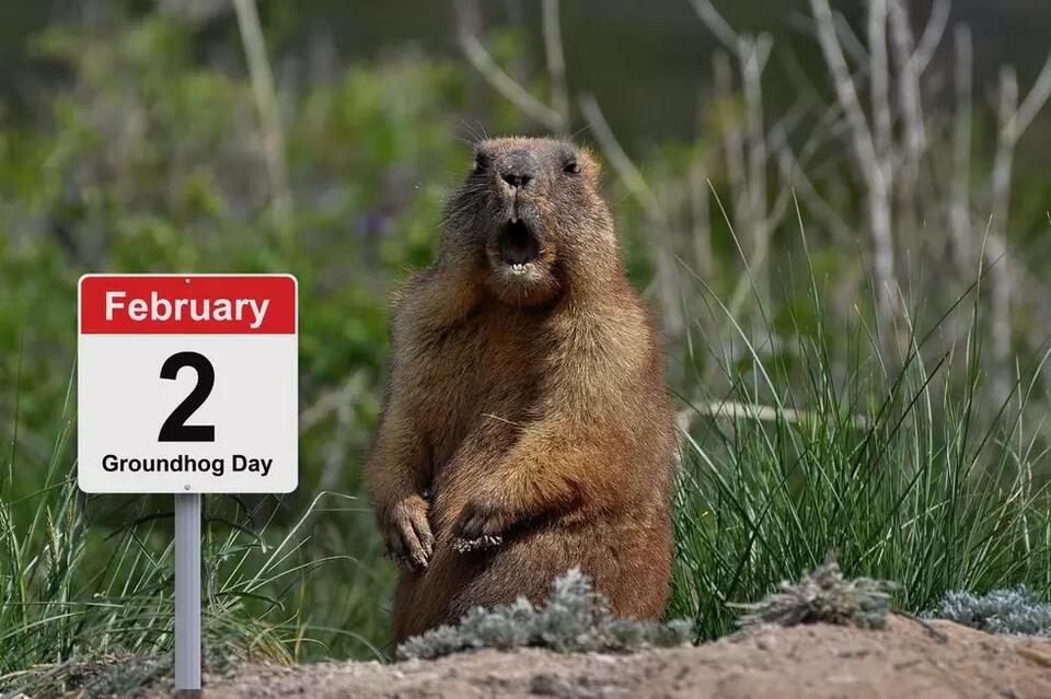 New York’s Groundhog Shocks The Competition—Phil’s Got Nothing On This ...