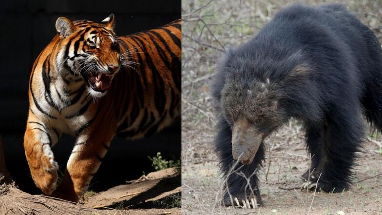 Tiger vs Sloth Bear: Wild New Video Captures Showdown - NewsBreak