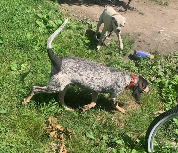 Jet and Clyde, coon dogs, are missing from Bethlehem - NewsBreak