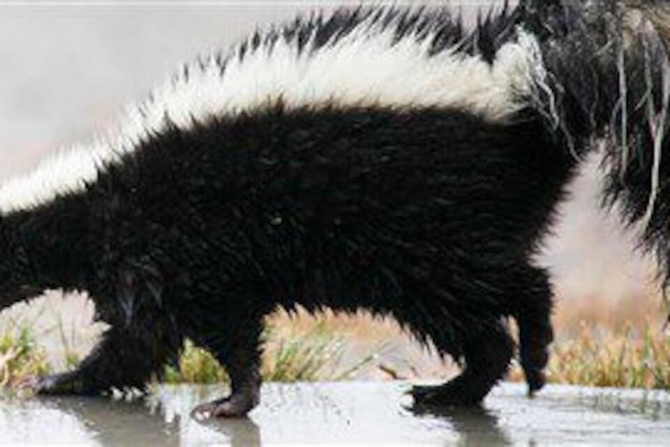 Southwest Minnesota continues seeing a rise in rabies cases - NewsBreak