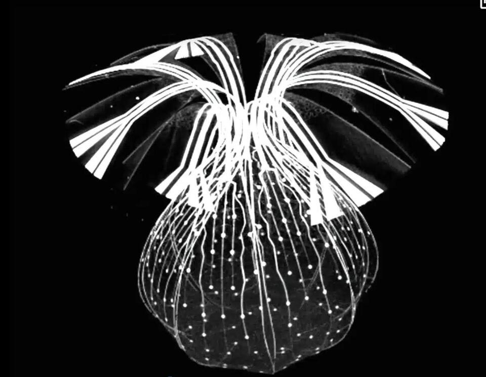 Electronic Mesh Wraps Around Mini-Brains to Eavesdrop on Neural ...