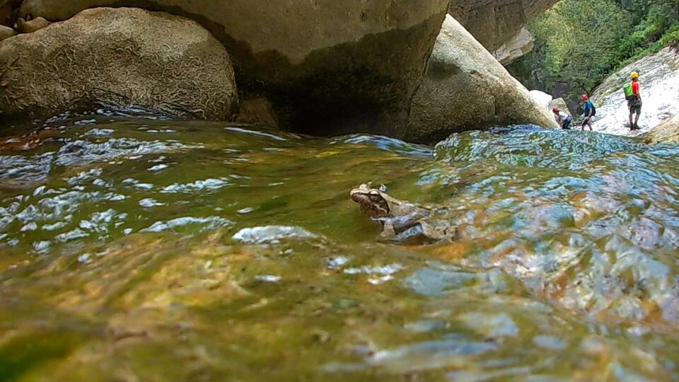 Researchers make incredible breakthrough in tiny habitat for rare frog ...