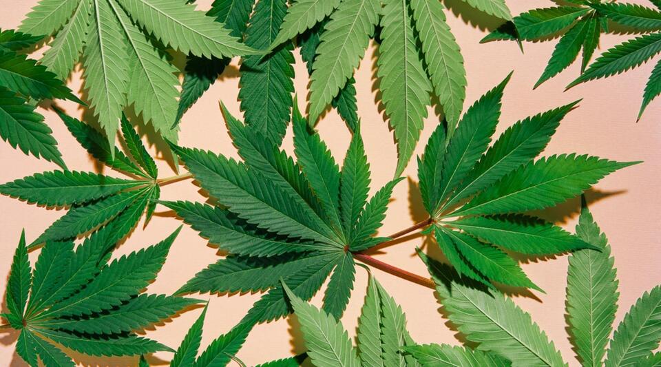 Therapeutic Or Risky? What New Research Reveals About Cannabis & Brain ...