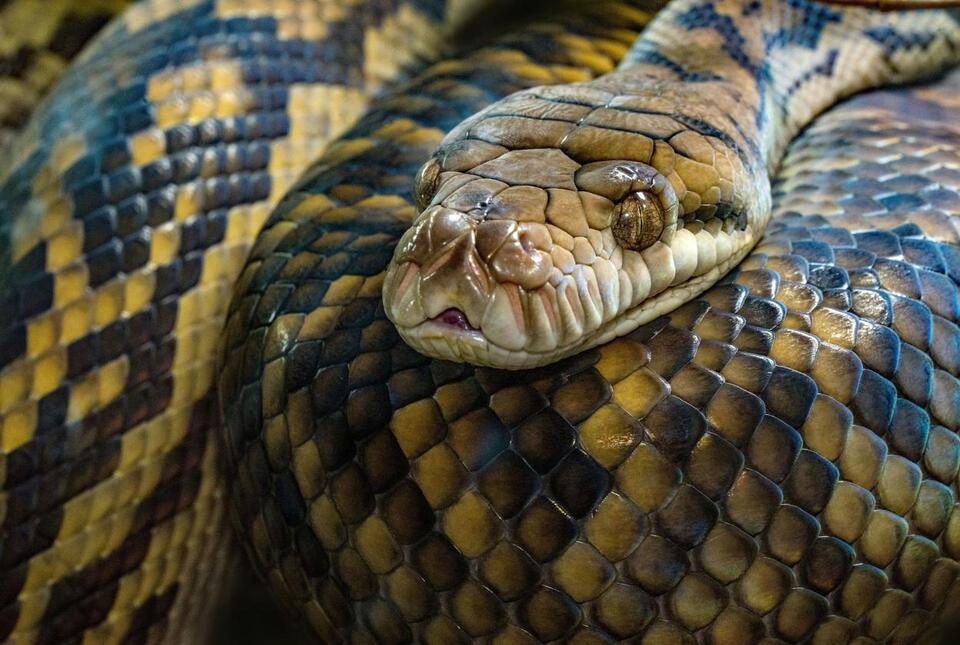 What? New York Woman Feels Snake Slither Up Her Leg While Driving In ...
