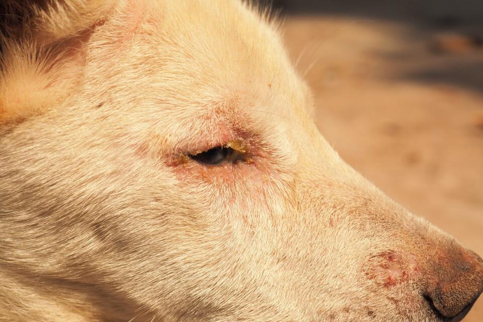 Contagious Virus Detected in Dog at Las Vegas Animal Shelter - NewsBreak