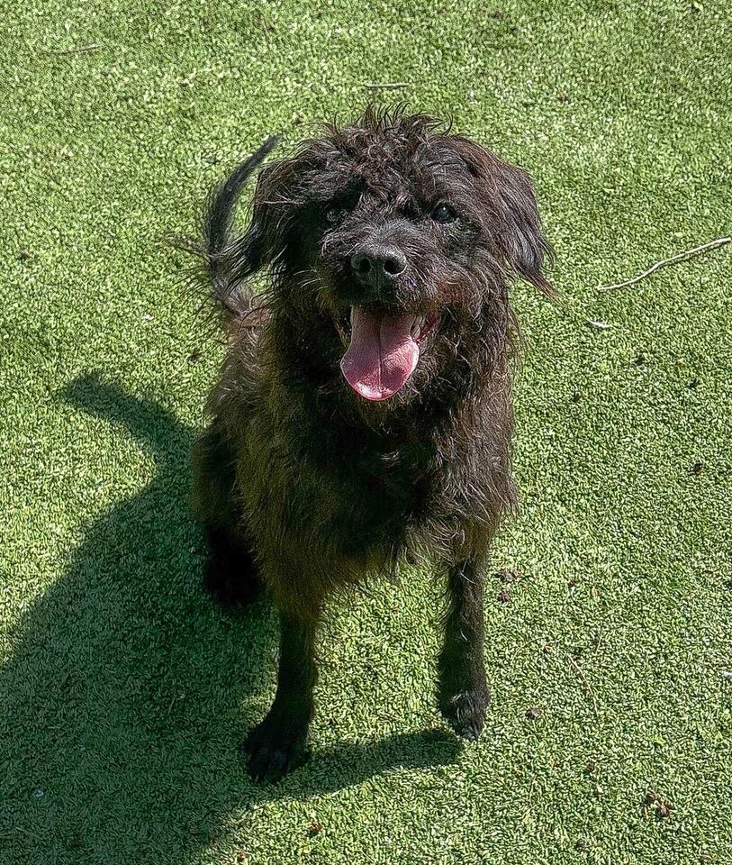Terrier mix Stewie available for adoption - NewsBreak