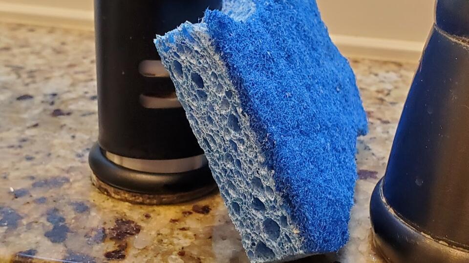 Are Sponges Gross Or Just Misunderstood? Food Safety Experts Weigh In ...