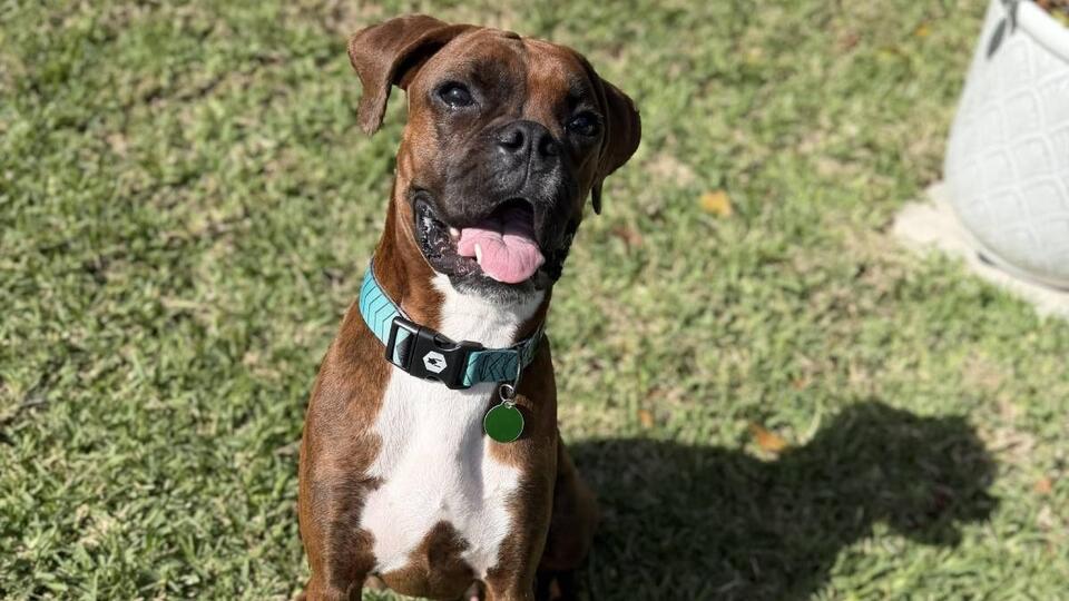 Dozier, The Sweet 1-Year-Old Boxer Dog is Seeking A Patient Loving Home ...