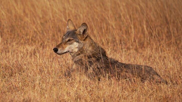 10 Animals in Native American Mythology and Their Meanings - NewsBreak