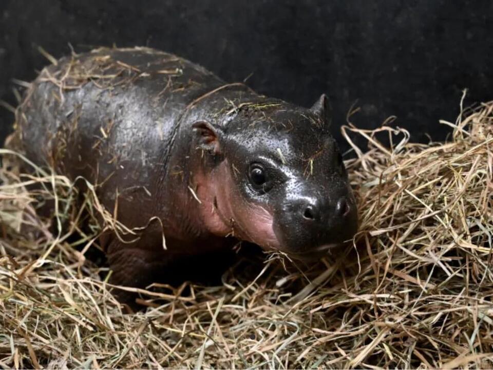 A Virginia Zoo Now Has Its Own Moo Deng—See the ‘Adorable’ Baby Pygmy ...
