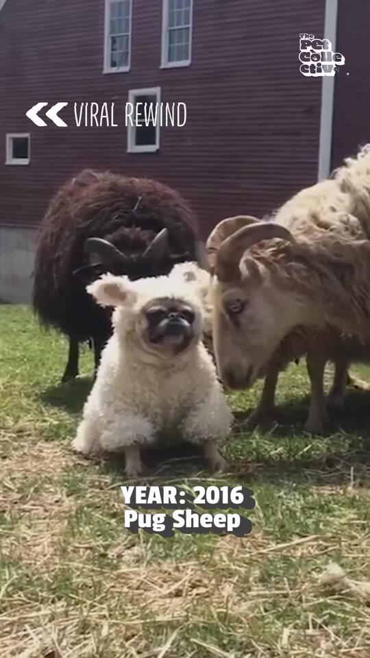 Pug Becomes Leader of Sheep From The Vaultmp4 - NewsBreak