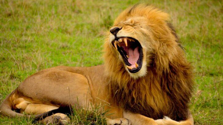 13 Animals Most Frequently Searched for Symbolic Meaning - NewsBreak