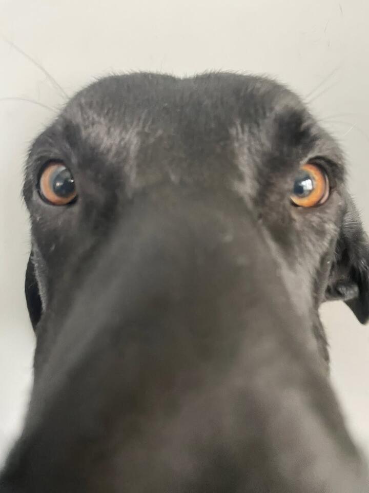 Local rescue shares recovery update for Rocket the dog - NewsBreak