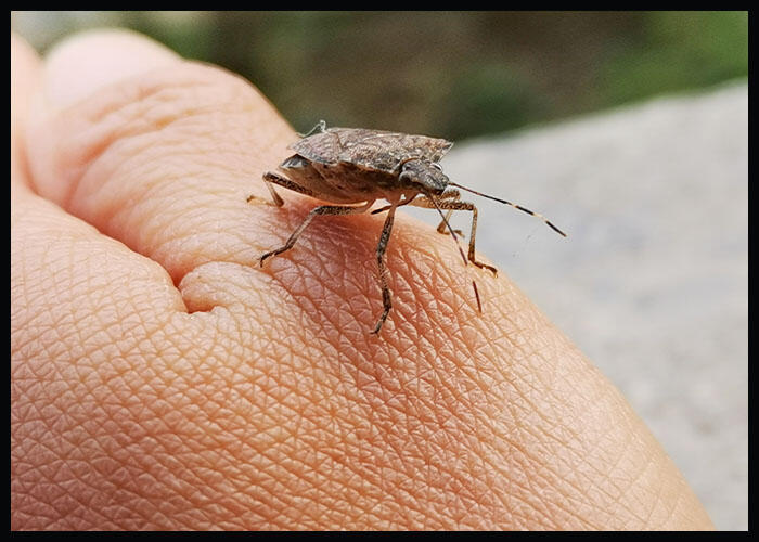 Deadly 'Kissing Bug' Disease On The Rise In The U.S., CDC Warns - NewsBreak