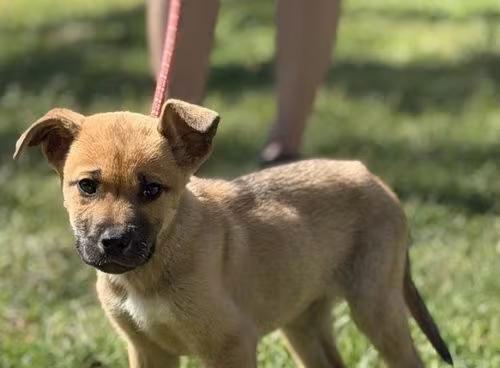 🐶 Playful, Gentle & Loyal Dogs Ready for Adoption in Hagerstown - NewsBreak