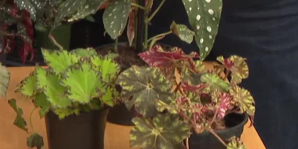 In the Garden: All about begonias - NewsBreak