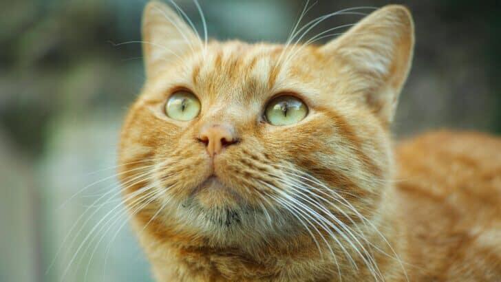 The Clean Freak of the Animal World The Cat - NewsBreak