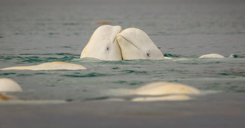 Scientists Find Surprising Mating Patterns in Arctic Whales that Stop ...
