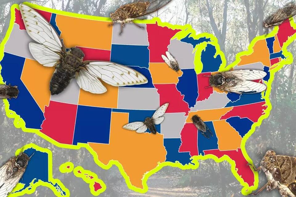 Large Brood of Cicadas Already Returning a Year After Massive Swarms ...
