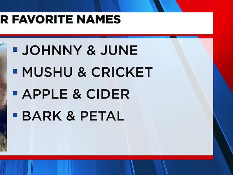 Greenville Zoo looking for help naming new Red Panda cubs