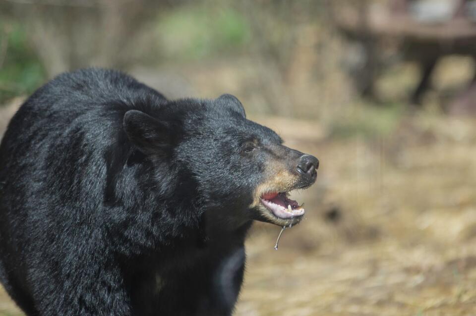 Birmingham Zoo: Ideal Time to Go + 550 Amazing Animals to See - NewsBreak