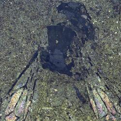 Incredible 14.6-Million-Year-Old Fossil Bee Discovered In New Zealand ...