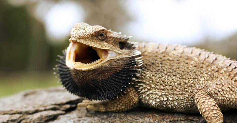 Male vs Female Bearded Dragons: How to Tell Them Apart - NewsBreak