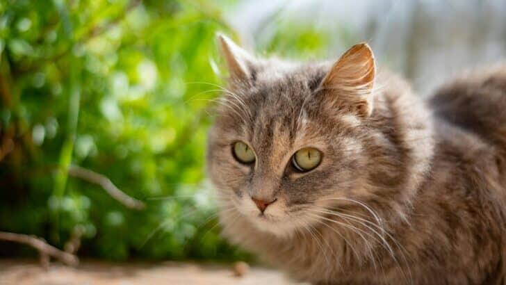 14 Weird Things Cats Do and What They Really Mean - NewsBreak