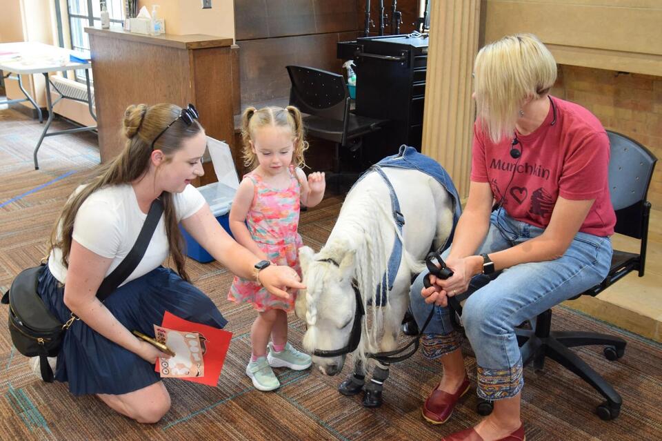 Munchkin the miniature horse spotted at Buckham Memorial Library ...