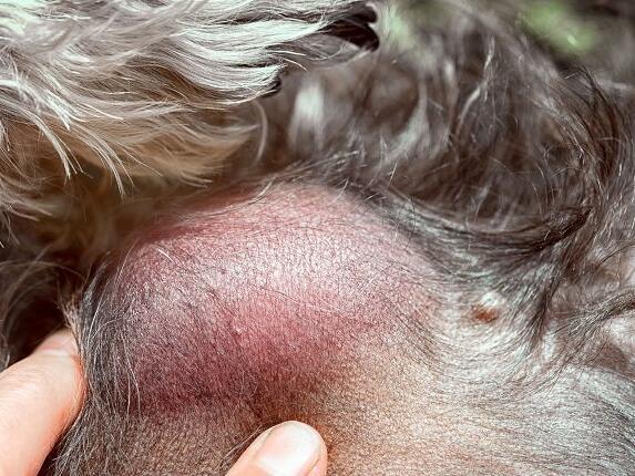 Lipomas (Fatty Lumps And Tumors) In Dogs: Symptoms, Causes, & Treatments