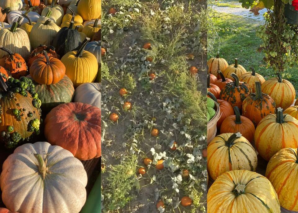 Fall 2025's Complete Guide To Pumpkin Patches In Illinois & Iowa ...