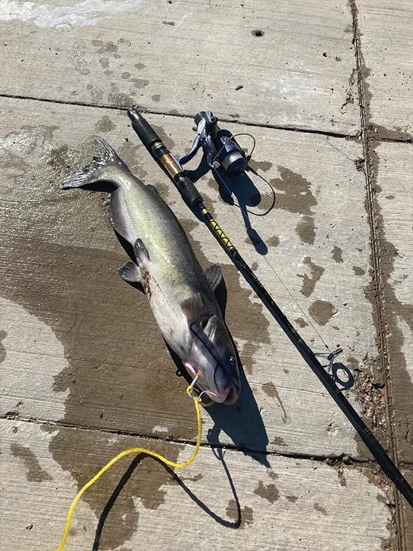 Fishing Report: Behind the Scenes at the Red River Hatchery - NewsBreak