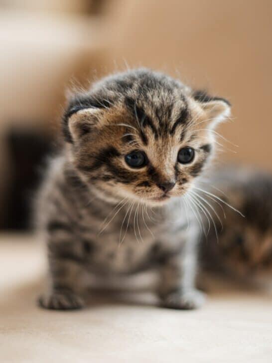 11 Cat Breeds That Stay Small Forever - NewsBreak