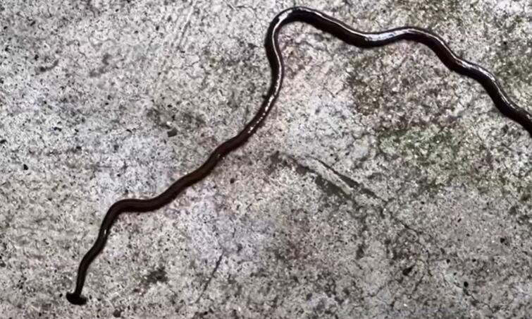 Texas Nightmare Worm: Cutting It Up Only Makes MORE! - NewsBreak
