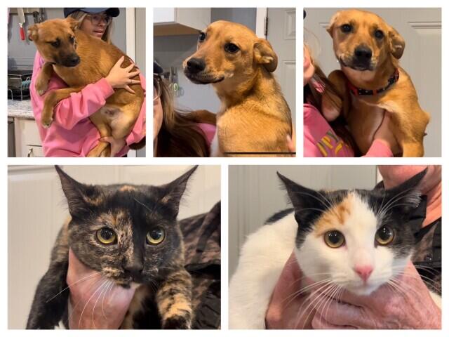 Jersey's Journeys through SAFE: dogs and cats up for adoption - NewsBreak