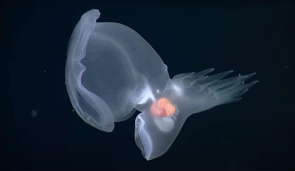 Meet the ‘Mystery Mollusc,’ a Remarkable New Deep-Sea Swimming Sea Slug ...