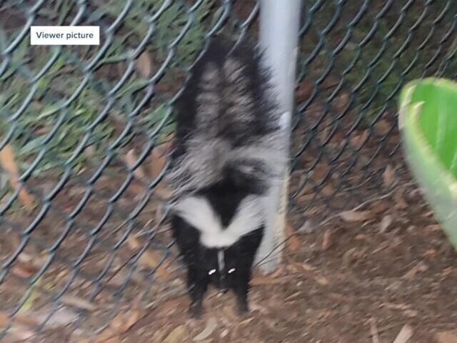 Skunks take over Point Loma condo complex