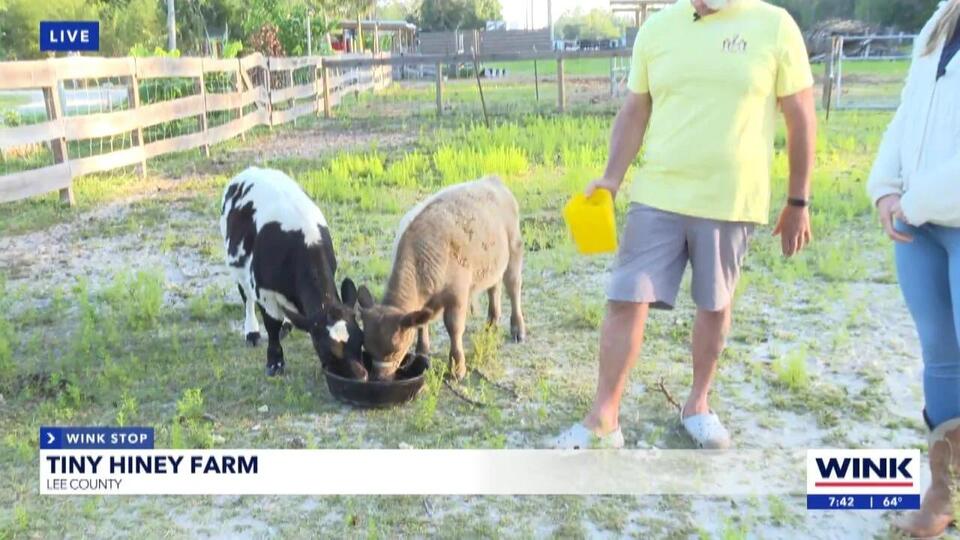 Tiny but Mighty: Fort Myers farm wins hearts one mini animal at a time ...