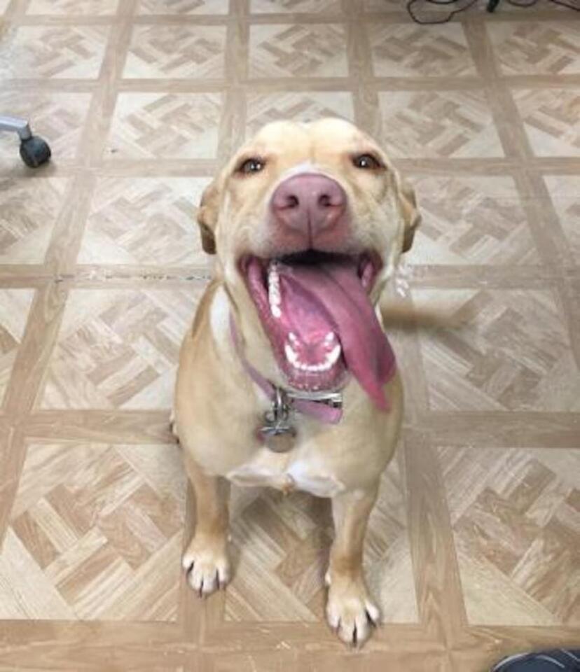 Worcester’s animal shelter was on the brink of shutdown. Now it has a ...