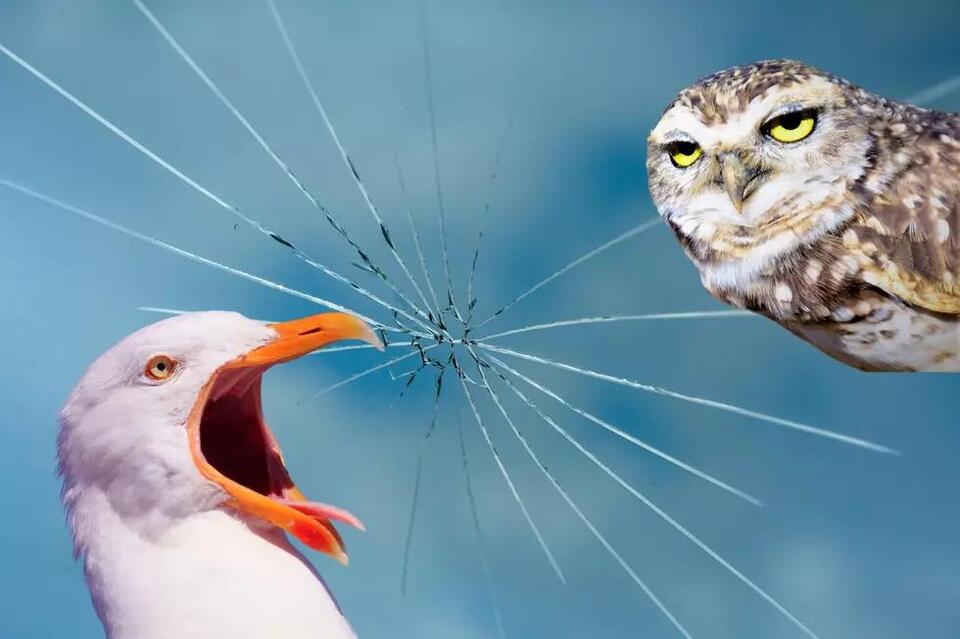 Why are More Birds Crashing into Maine Windows Lately? - NewsBreak