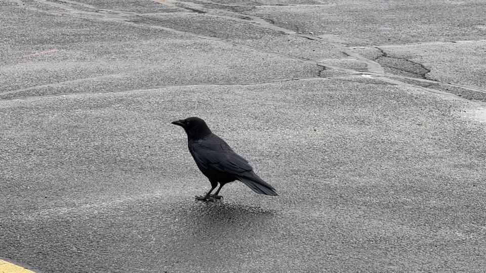 More than 500 dead crows collected in Terre Haute; Indiana DNR testing ...